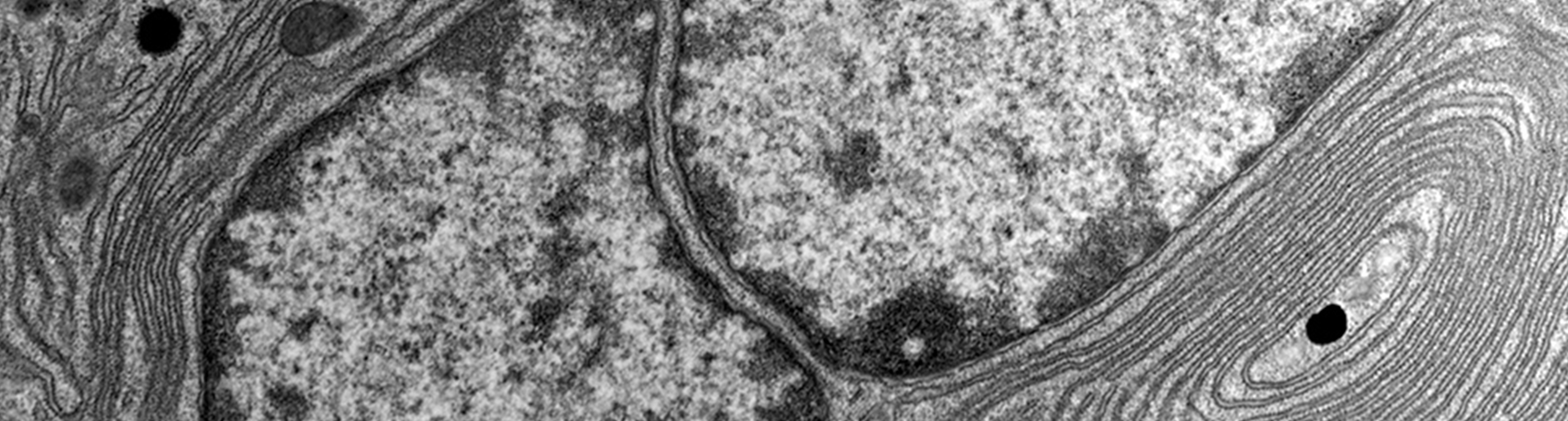 Electron Microscopy Core Facility - UT Southwestern, Dallas, Texas