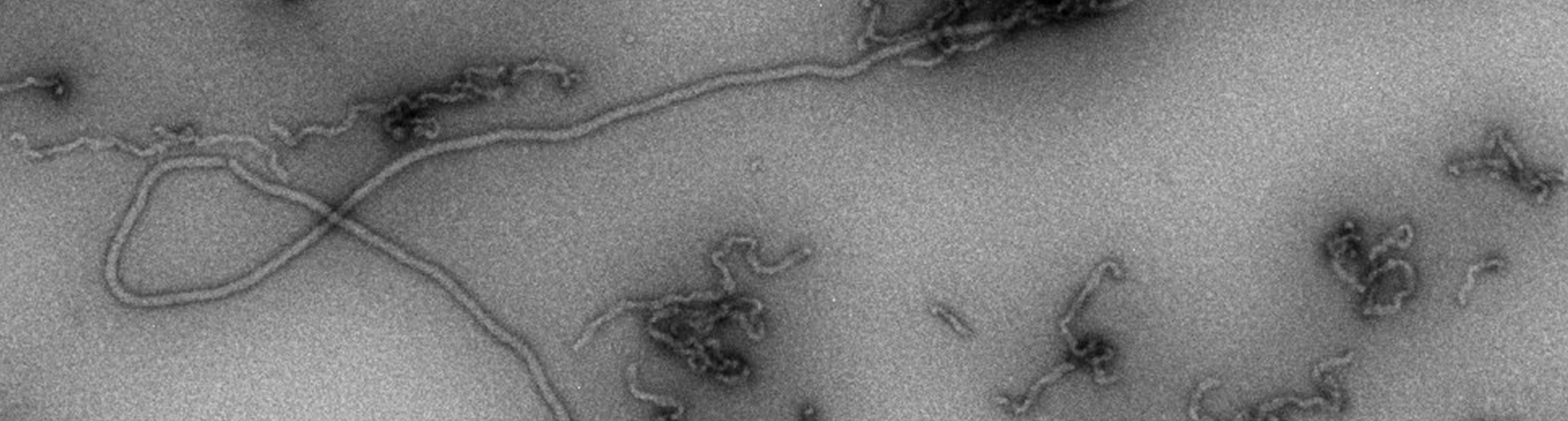 Electron Microscopy Core Facility - UT Southwestern, Dallas, Texas