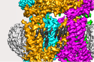 Proteins shaping up: In Pursuit - UT Southwestern, Dallas, Texas
