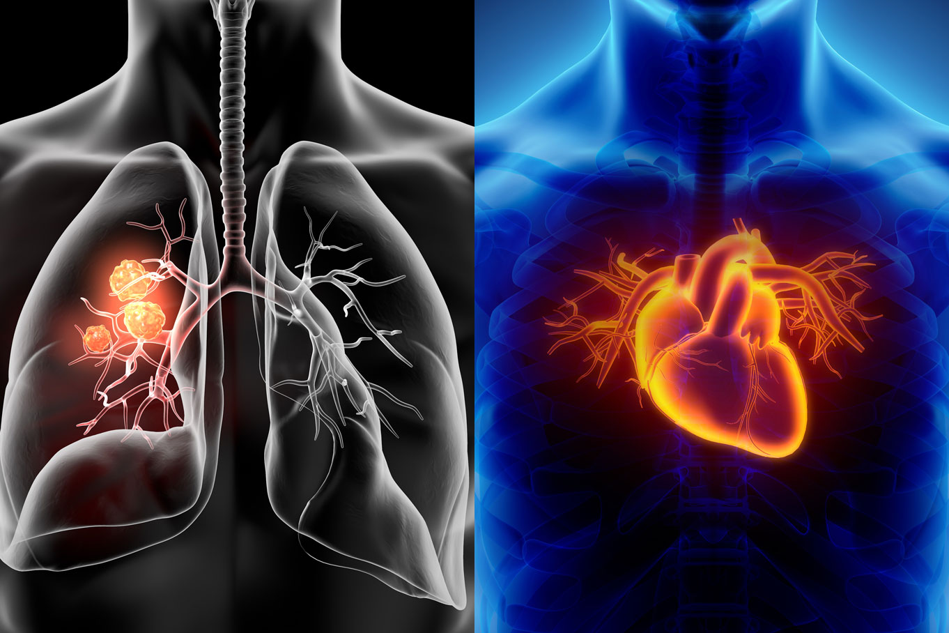 Double duty: Developing drugs with action against cancer and heart ...